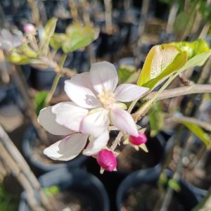 Apfel 'Pinova' fruchtig-süßer Geschmack - Naturgartenwerk und Baumschule